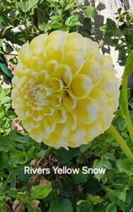 River’s Yellow Snow – Firefly Acres